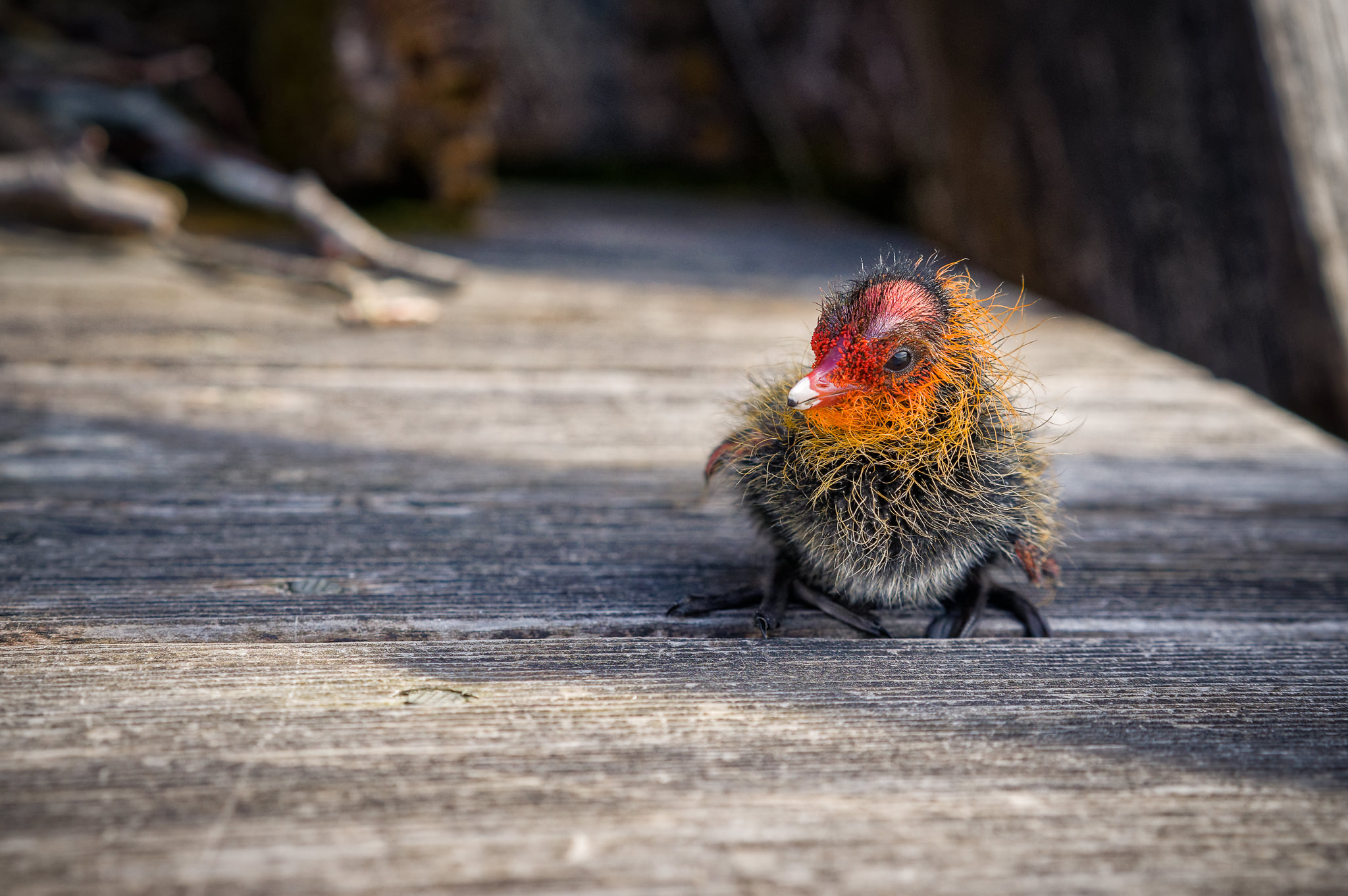 FRESHLY HATCHED BLACK COOT CHICKS | MARJA SCHWARTZ | PHOTOGRAPHY