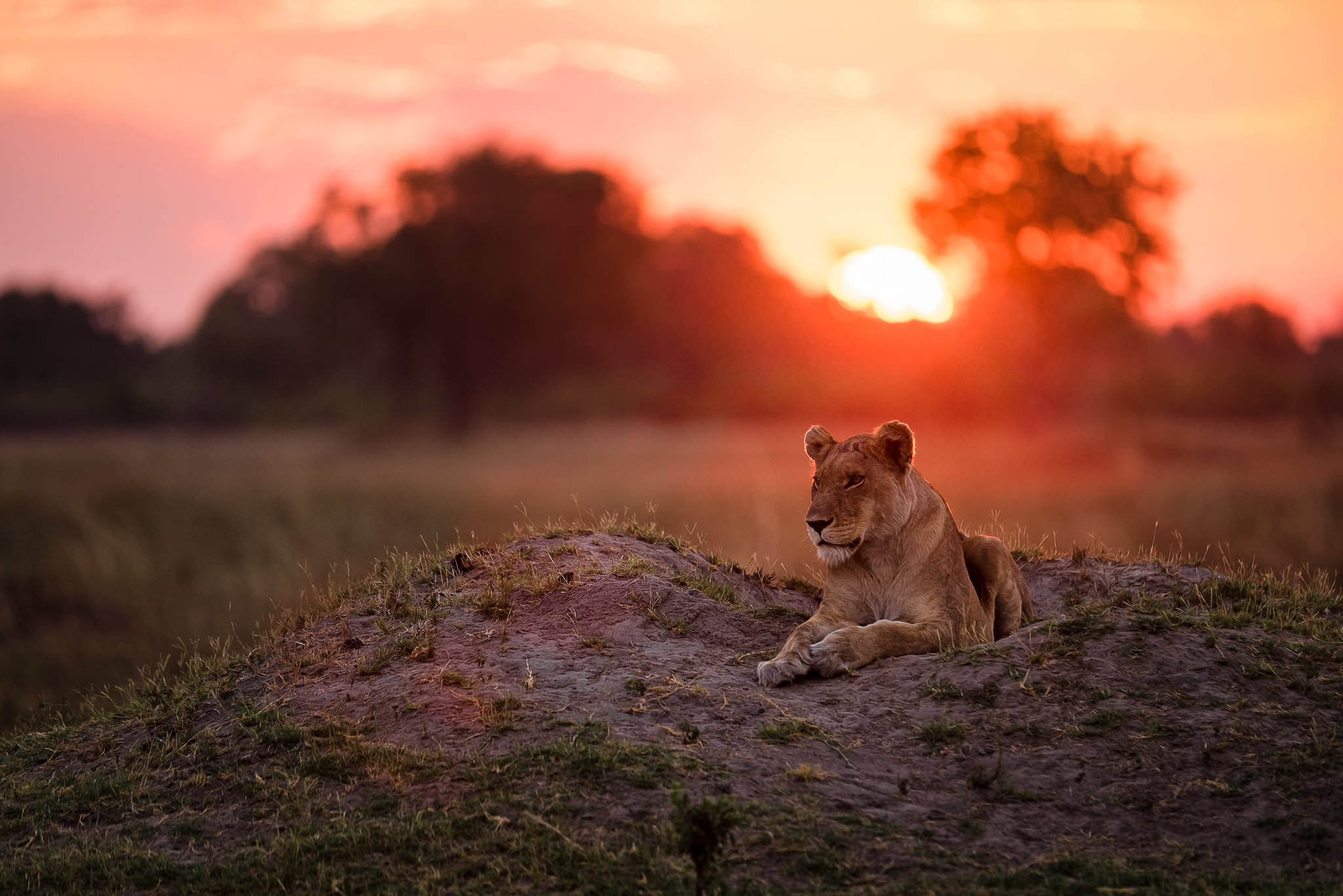 Lioness @ Sunset | MARJA SCHWARTZ | PHOTOGRAPHY